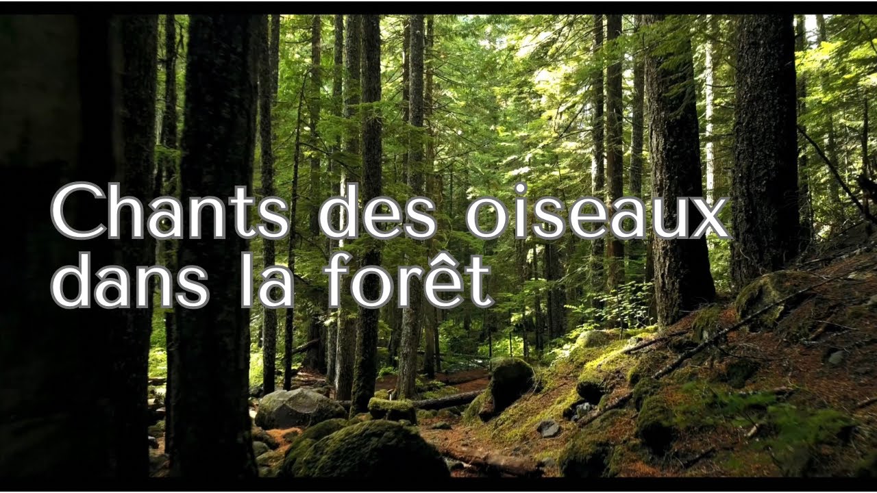 Chants des oiseaux dans la forêt/#ambiancerelaxante/#zen - YouTube