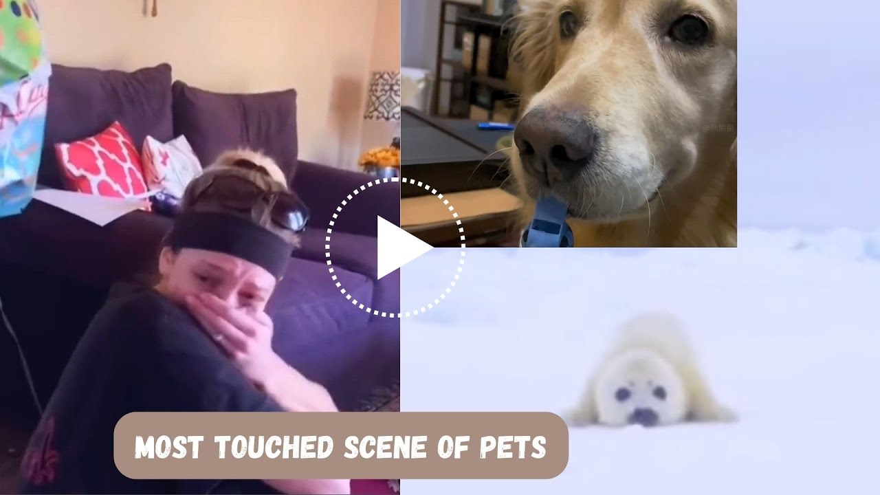 Most Touched Scene of PETS | Minutes Pets - YouTube