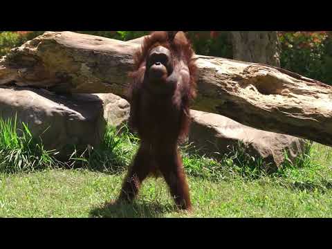 Funny Monkey (exercise) video-4k Nature(Ultra HD) | Nature's Sweet Tales.