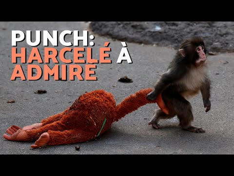 PUNCH le SINGE : le BÉBÉ MACAQUE LE PLUS AIMÉ DU JAPON (Histoire)💗🐒 Qui est Punch le singe ?