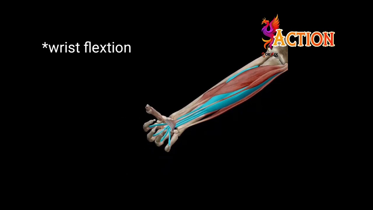 Ant Forearm - YouTube