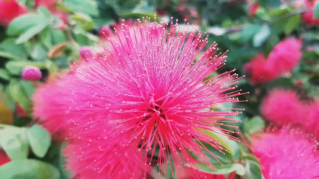 Red Powderpuff Plants full of bloom - YouTube