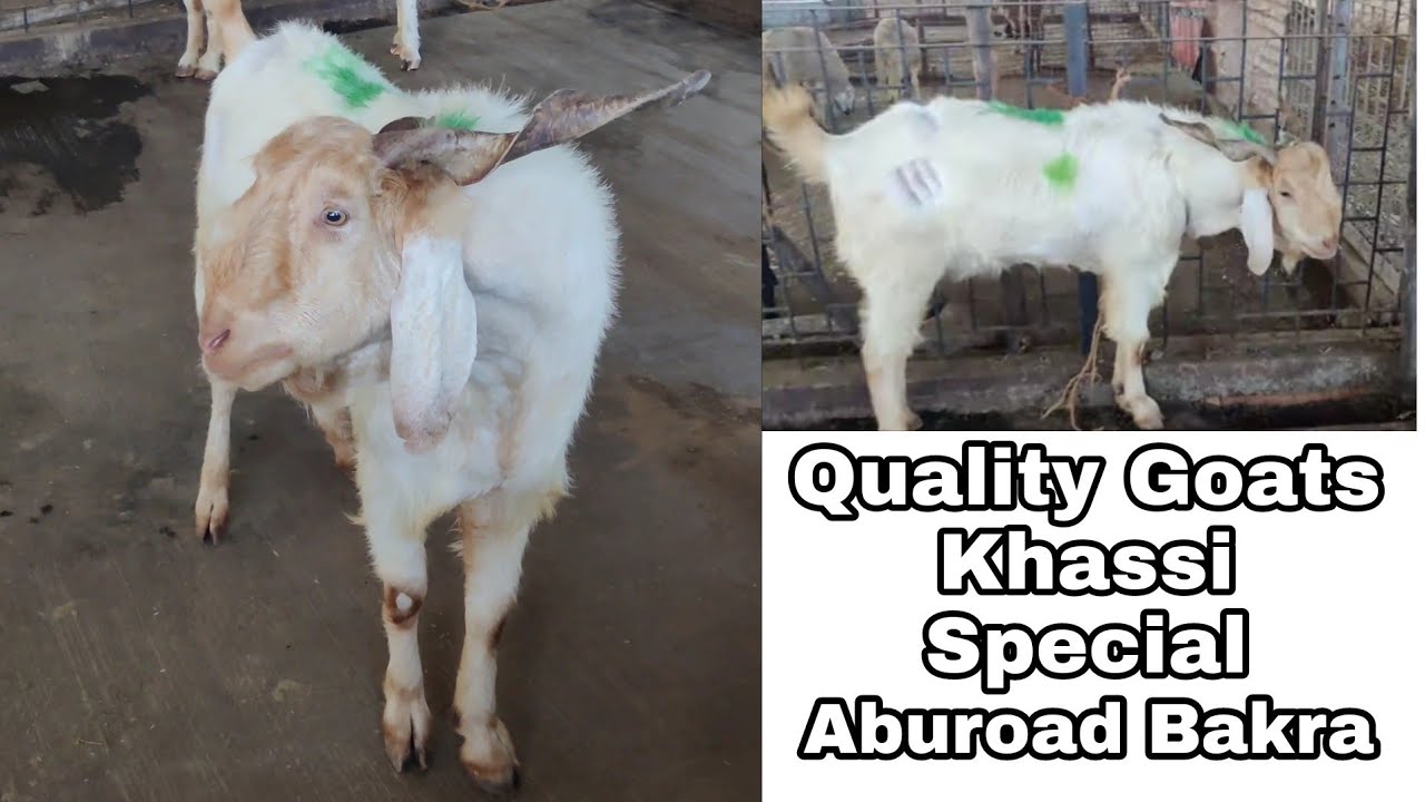 Quality Goats 🐐 Khassi Qurbaani Collection In Deonar Bakra Mandi - YouTube