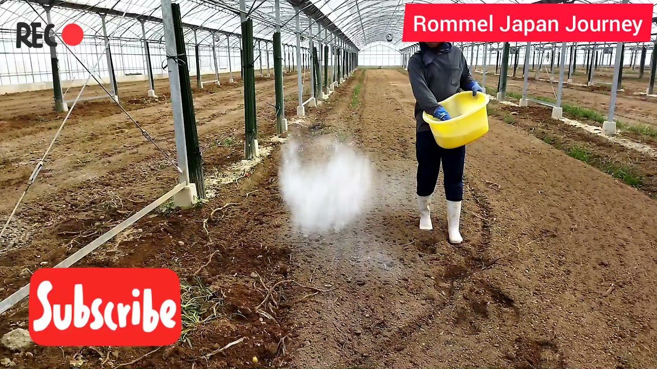 PAANO PATAYIN ANG BACTERIA SA LUPA|GAMIT ANG KALBURO|JAPAN FARMERS ...