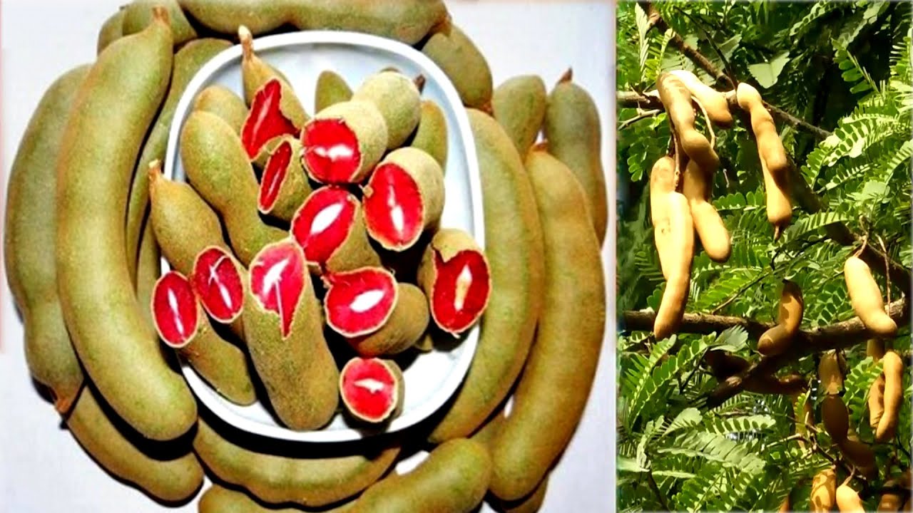 লাল তেতুল | লাল তেতুলের রহস্য | তেতুলের রঙ লাল | Wonderful Red Tamarind ...