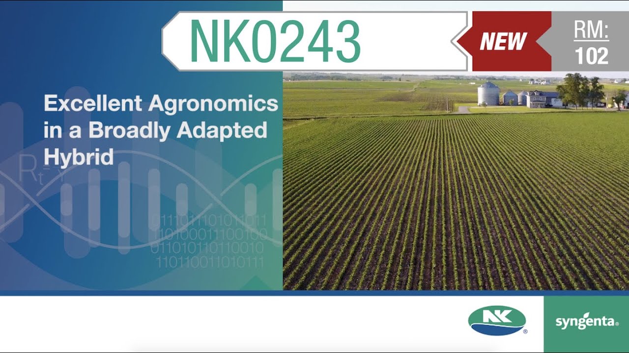 Product Spotlight: NK Corn NK0243 - YouTube