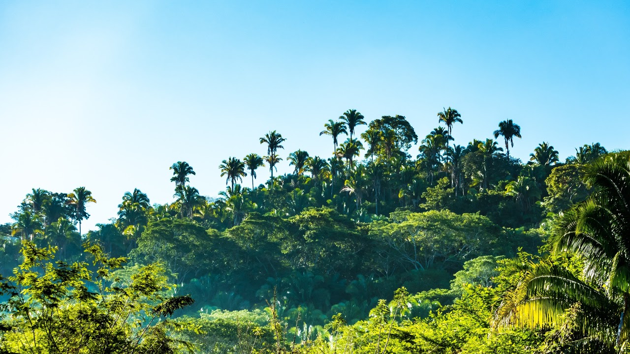 screak Live Stream - YouTube