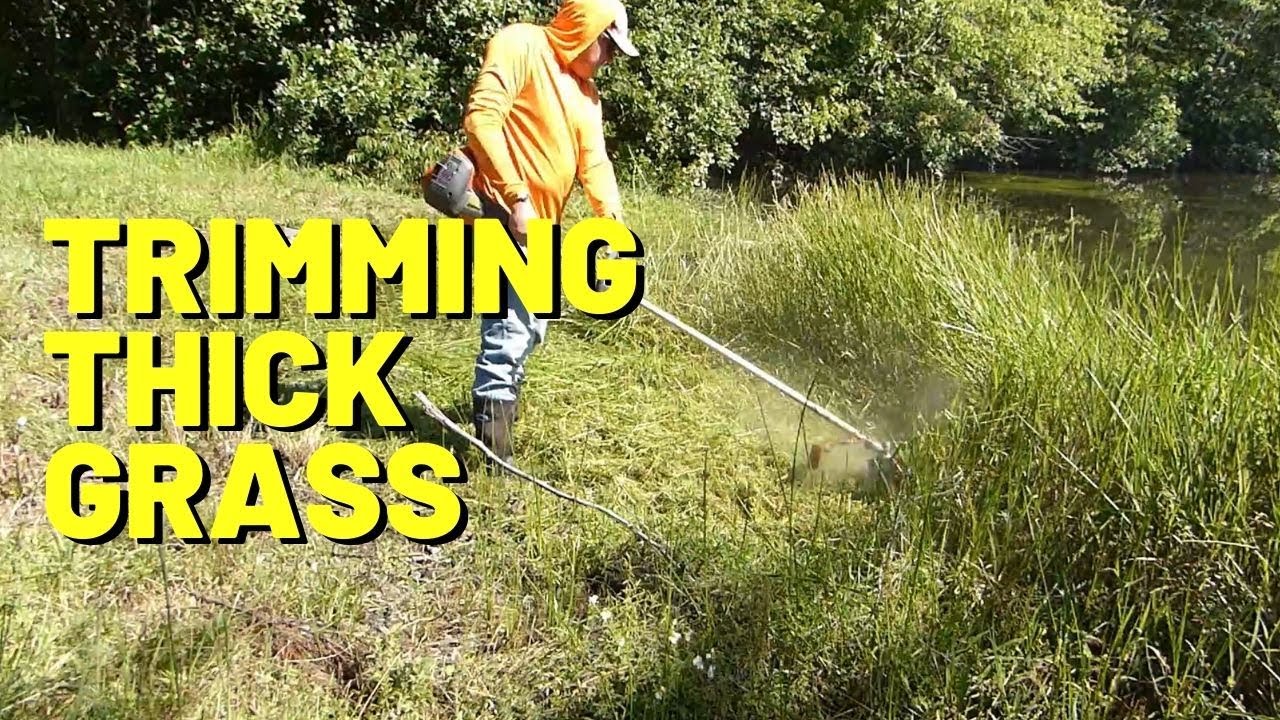 #168 Husqvarna 525L Trimmer vs THICK AQUATIC GRASS Around The Pond ...