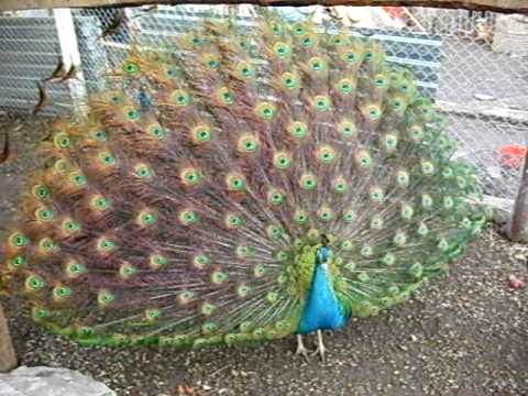 pauni 2010 part 2 - YouTube