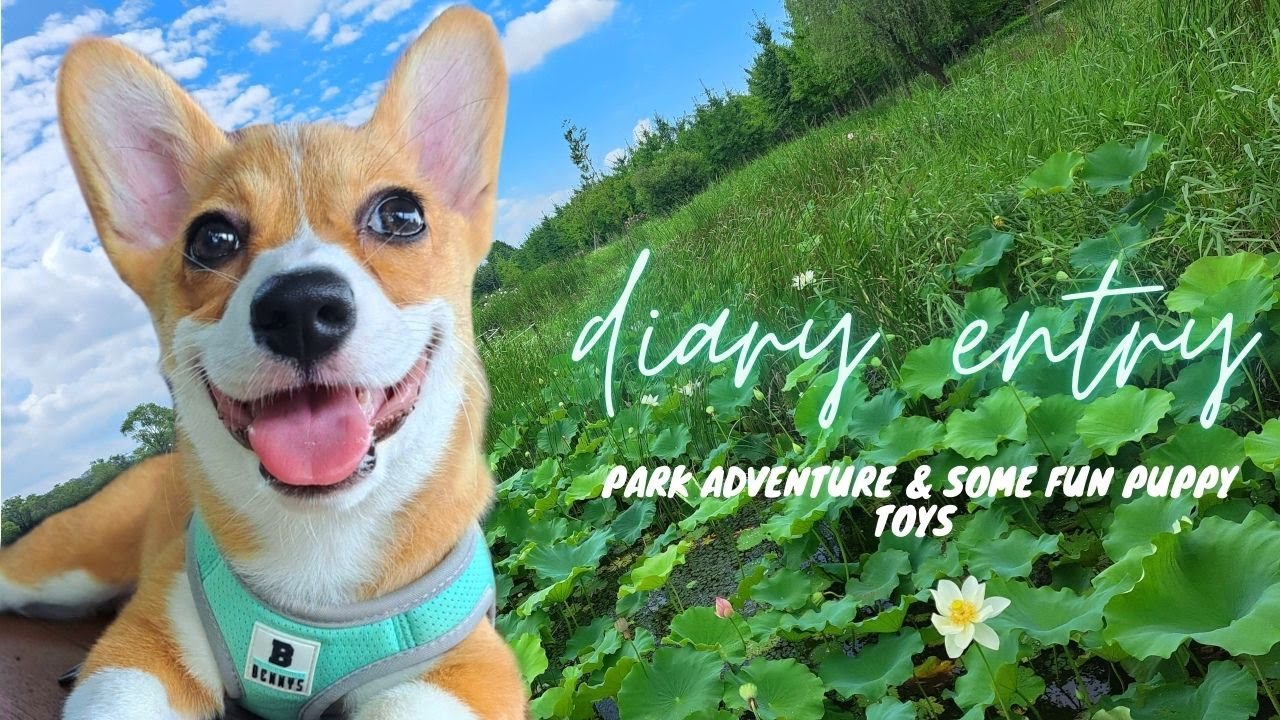DIARY ENTRY ~Mione's first big park adventure and some new fun toys ...