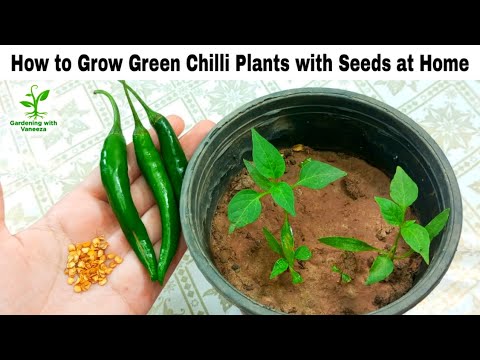 How to Grow Green Chilli Plants With Seeds at Home By Gardening with Vaneeza - YouTube