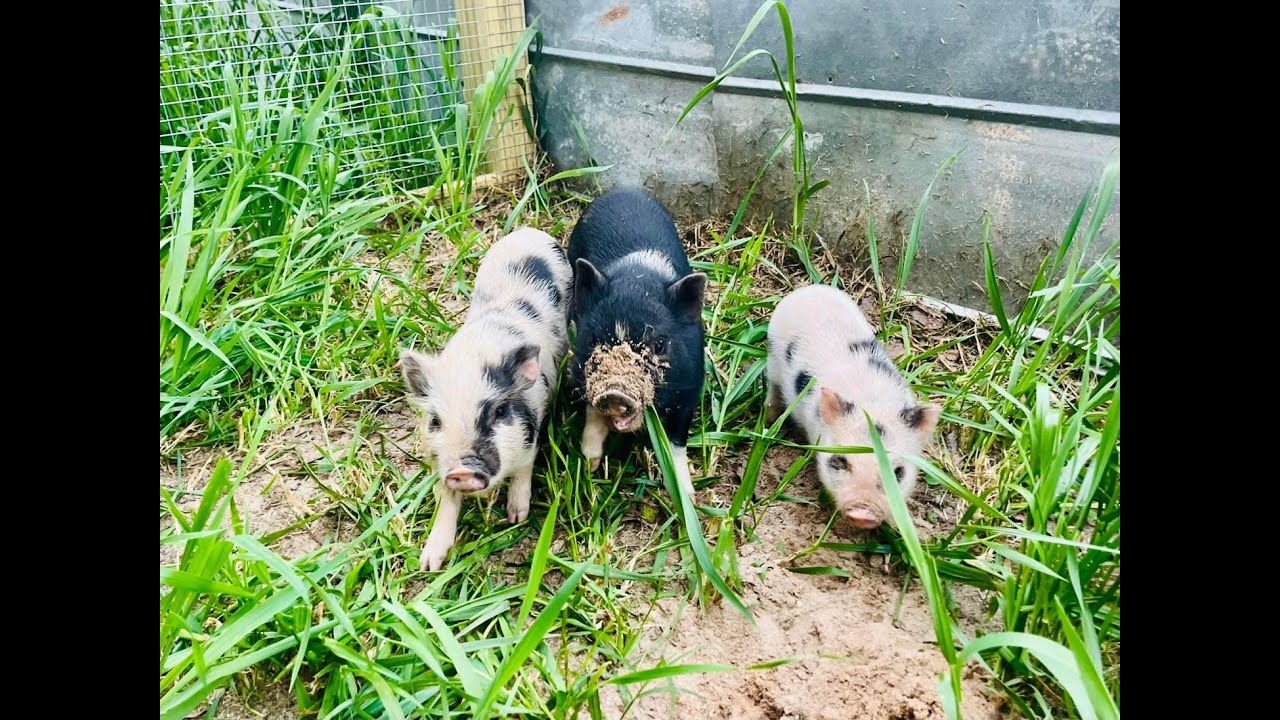 New Pig Pen for the Piglets - YouTube