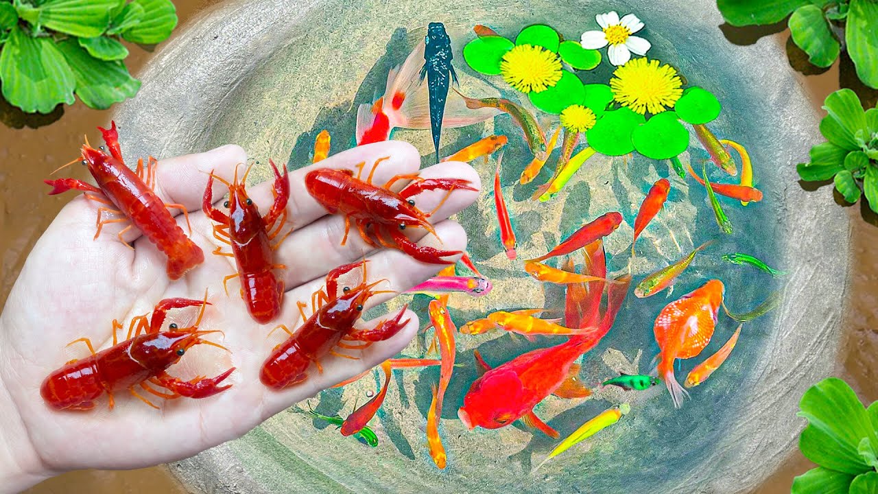 Most Amazing Catching Cherry Shrimp In Tiny Pond, Sailfish, Pink Tetra ...