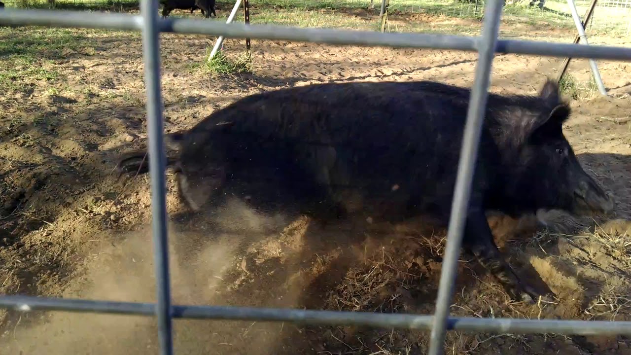 Trapping wild hogs - YouTube