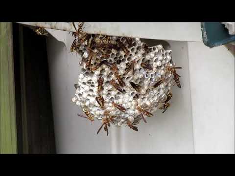 Dangers Of Yard Work After A Storm Hurricane Paper Wasp Nest On Garbage ...