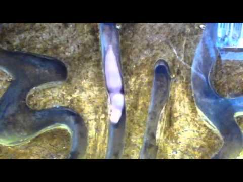 Fat Inkeeper Worm - YouTube