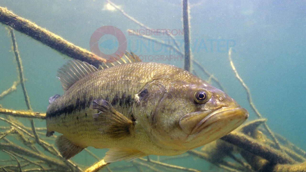 Bass Underwater Footgage: Largemouth Bass Under Large Pine Tree ...