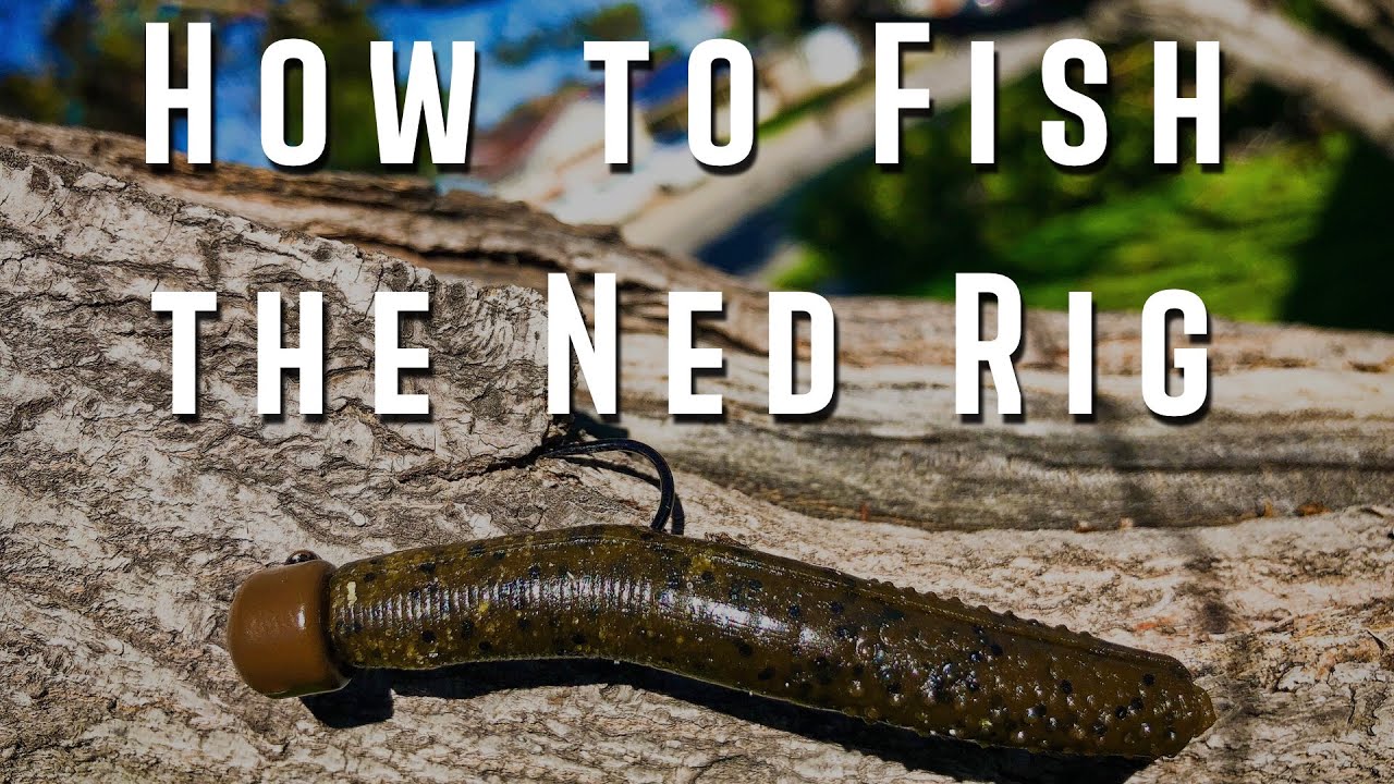 How To Fish the Ned Rig - Tips on tackle, fishing line, plastic baits ...
