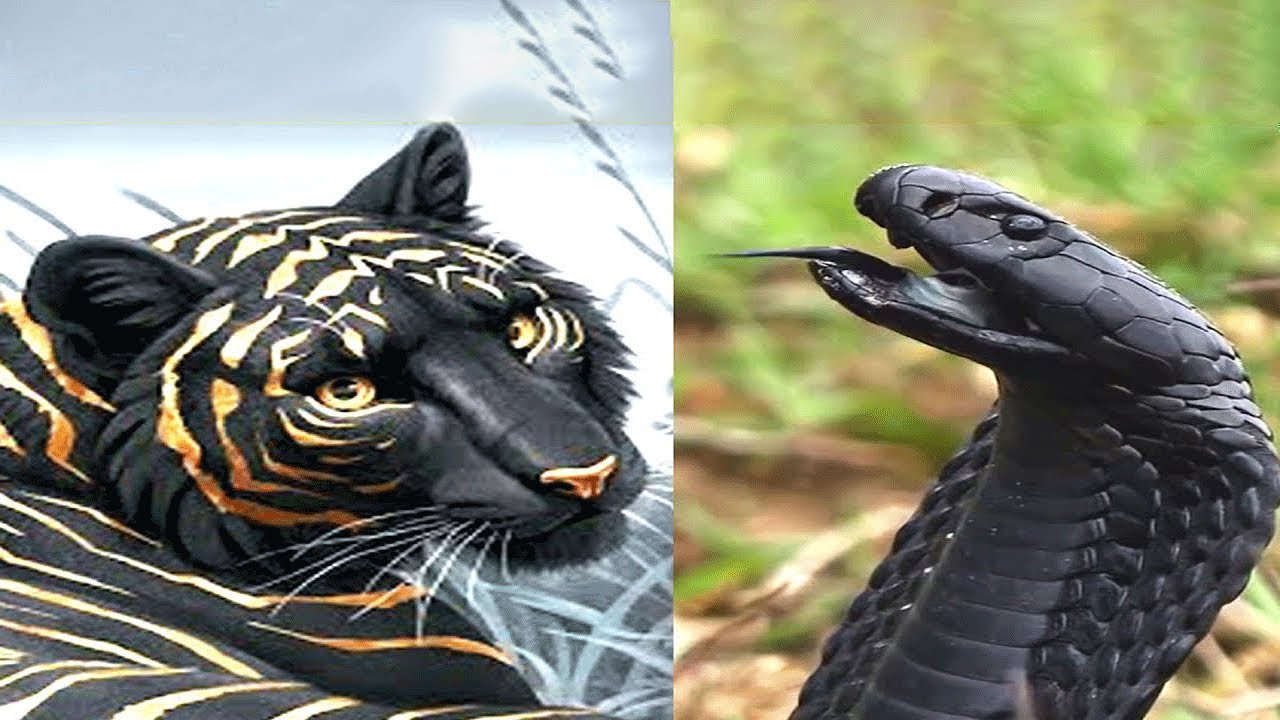 Most Rare Dark Black Animals In The World | Wildlife Photography| Dark ...