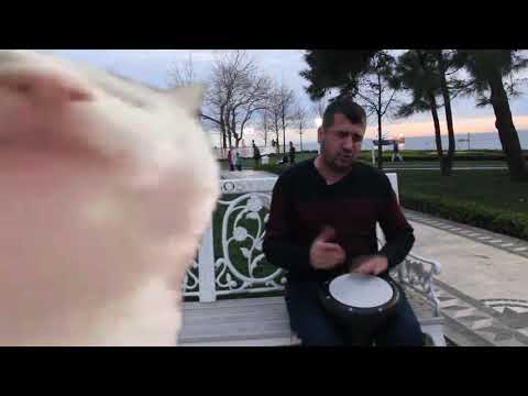 Bilal Göregen Eşliğinde Kafa Sallayan Kedi 6 Dakikalık / Turkish Montages