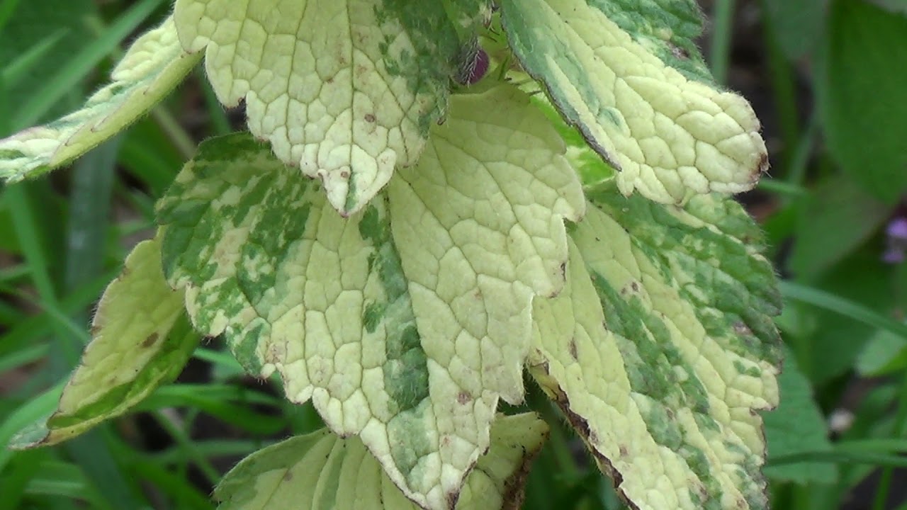 Mutant Variegated Lamium Dead-Nettle 4-30-2019 | Organic Slant - YouTube