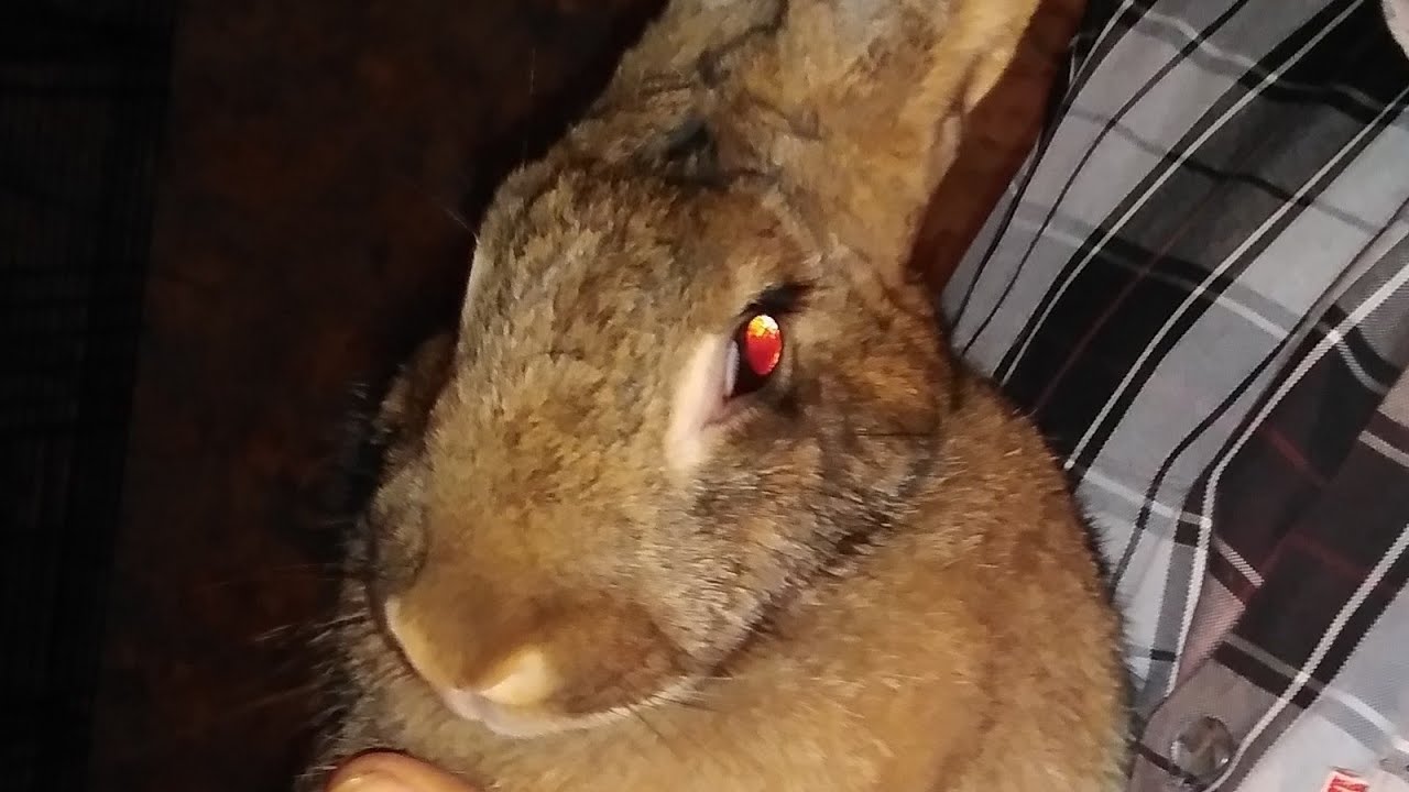 مميزات الأرنب الفلندر Flanders rabbit - YouTube