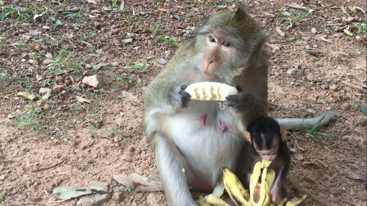 Emma Cute Monkey Baby Try To Tast Banana With Her Mother Monkey Daily ...