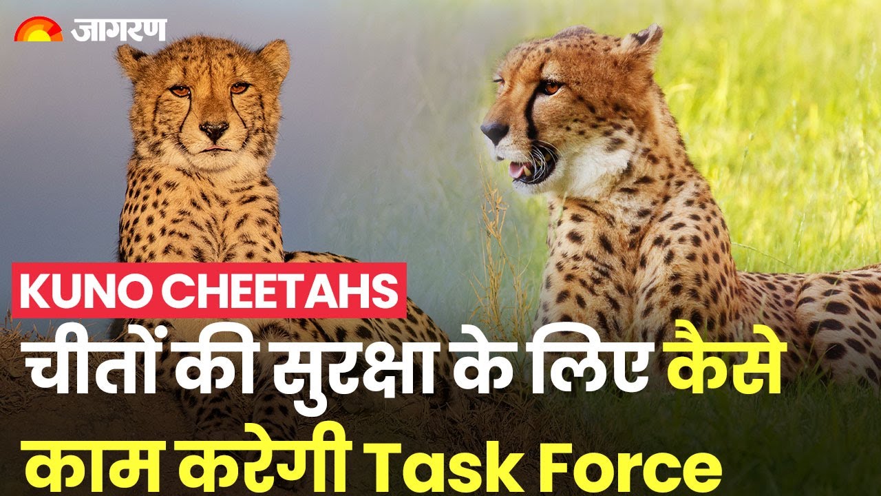 Kuno Cheetahs: Namibia से India आए Cheetahs की सुरक्षा के लिए Task ...