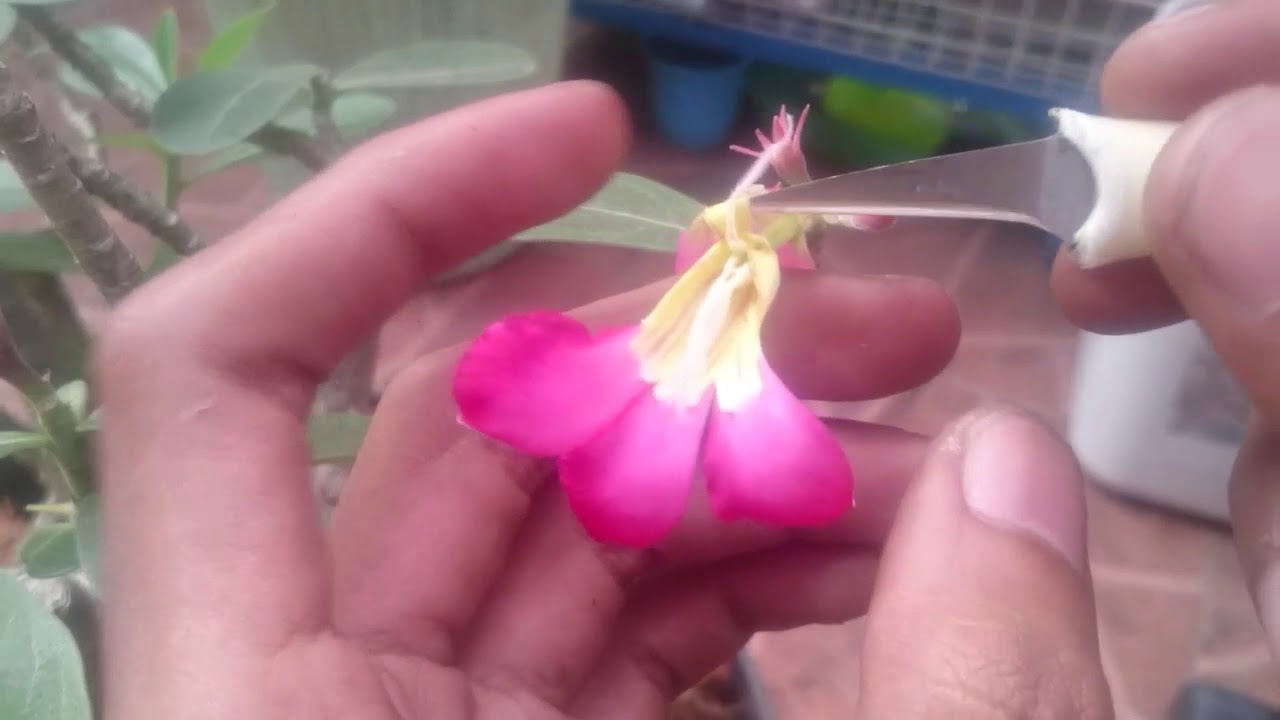 Penyerbukan Manual Adenium || ADENIUM HAND POLLINATION || ROSADO ...