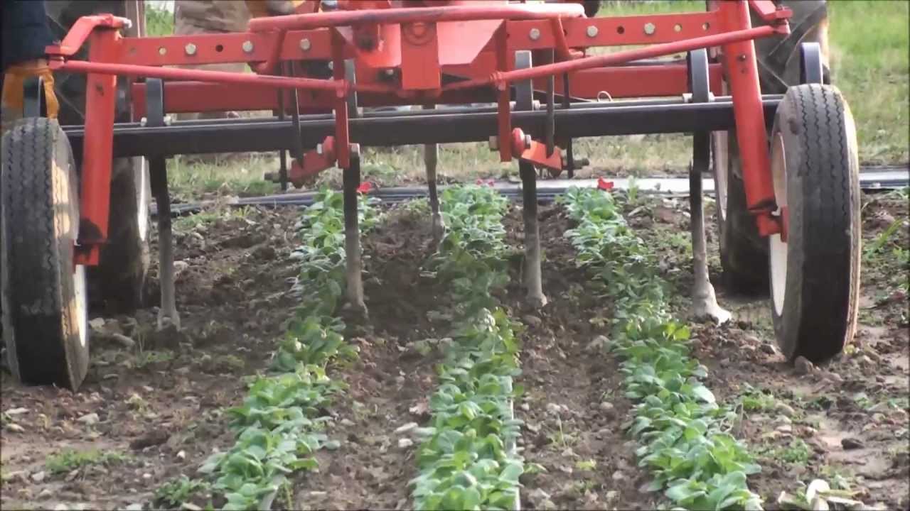 Belly-mounted Vegetable Cultivating Demonstration - YouTube