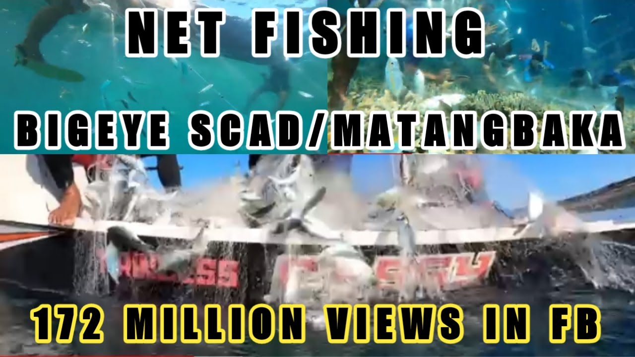 BIGEYE SCAD OR MATANGBAKA||NET FISHING||Buhay Fisherman TV - YouTube