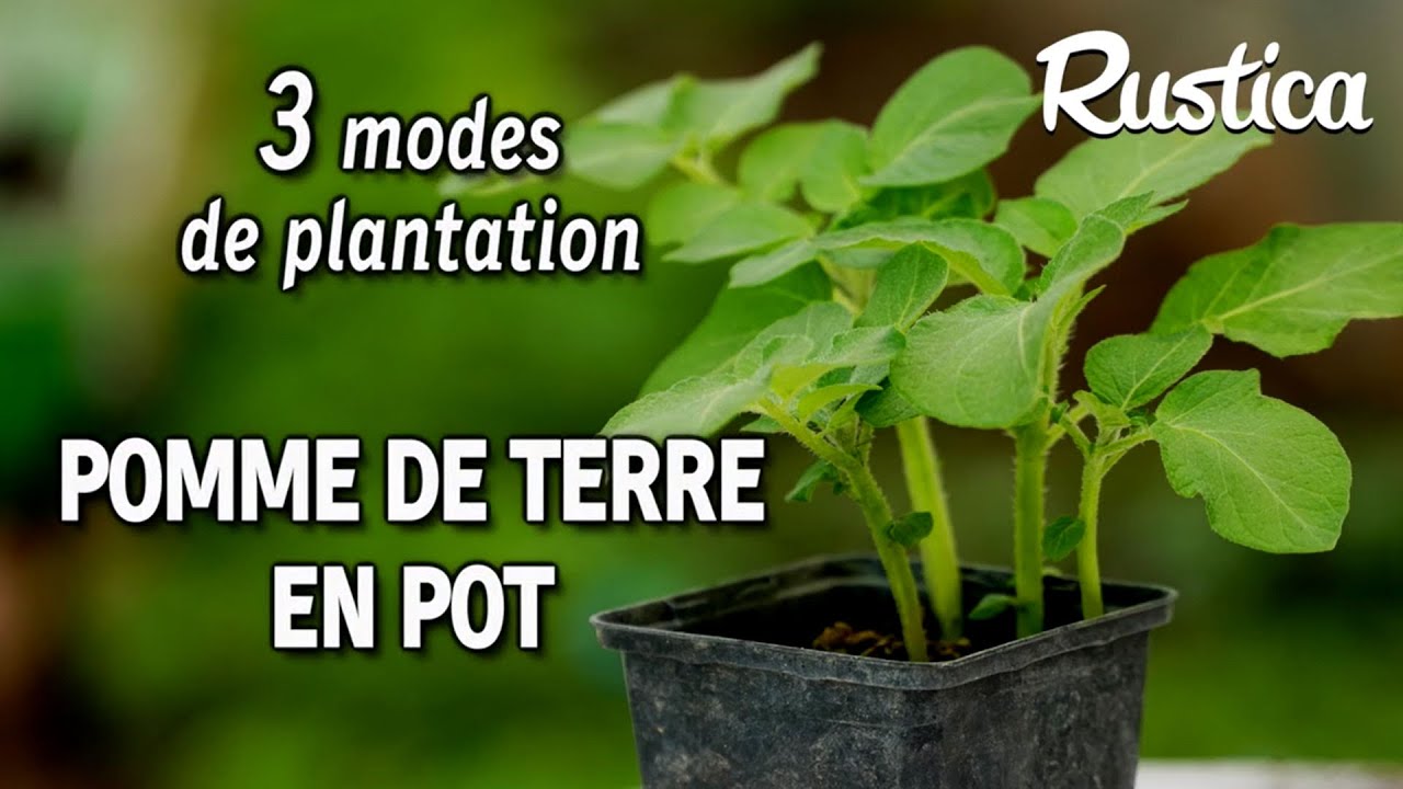 En pots, sous tunnel, au potager 3 plantations de pommes de terres ...