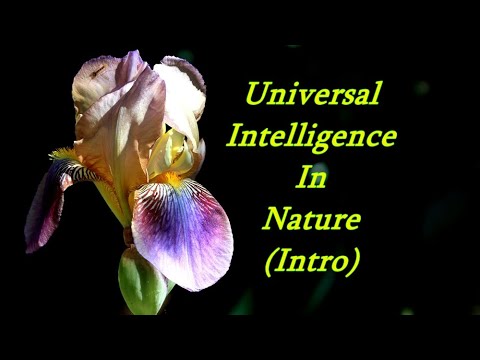 Universal Intelligence of Nature (Intro) - YouTube