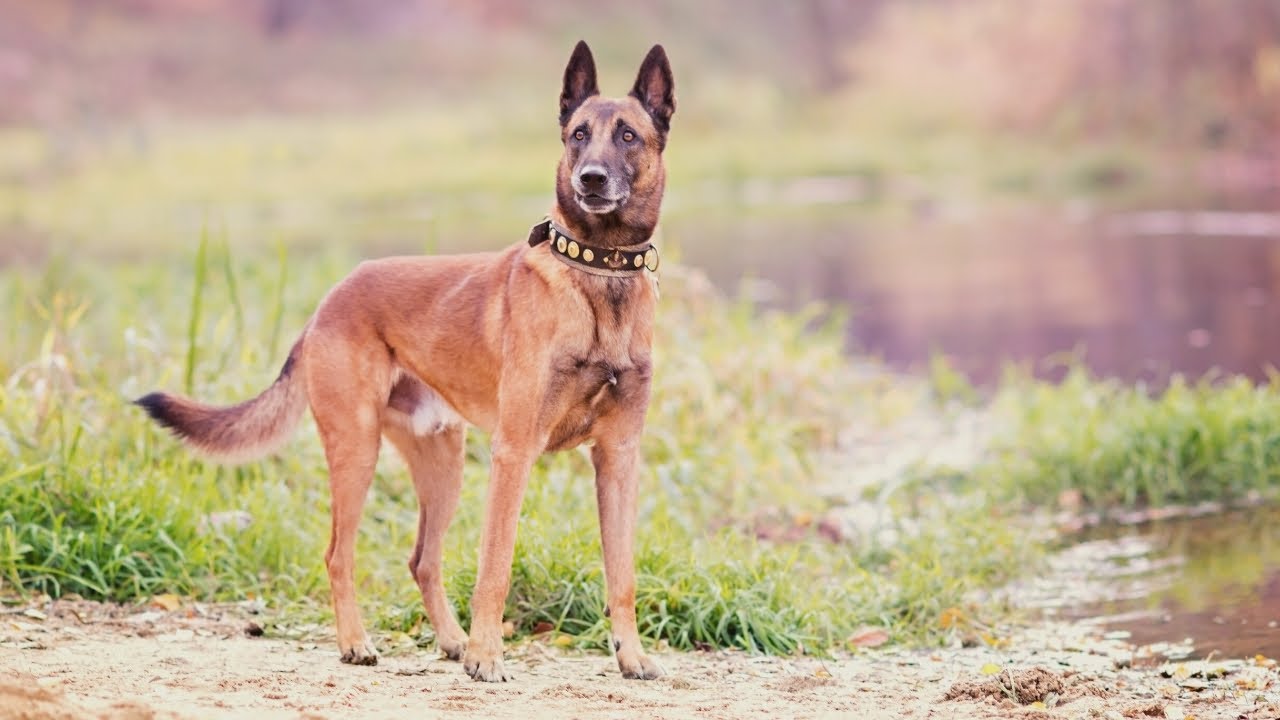 Top 10 Best Watchdog Breeds to Help Protect Your Family - YouTube