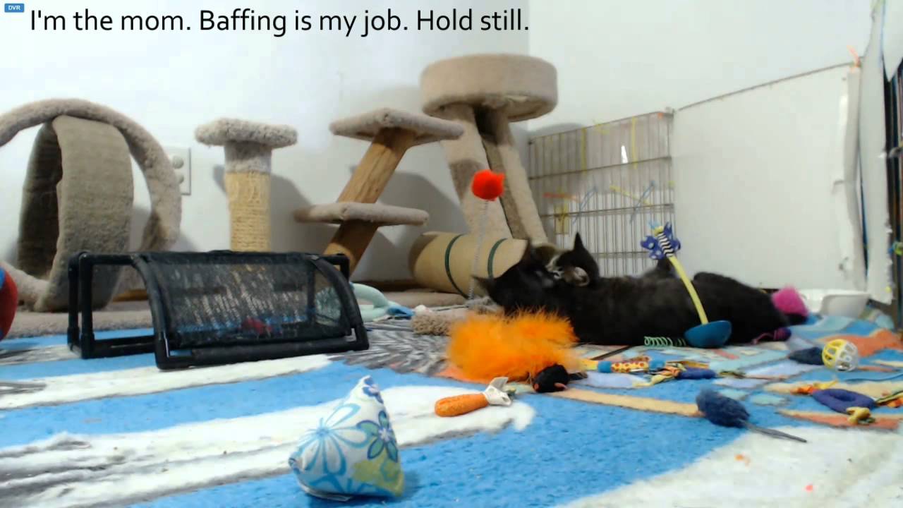 AI Kittens - Hal and Mama baff time - YouTube