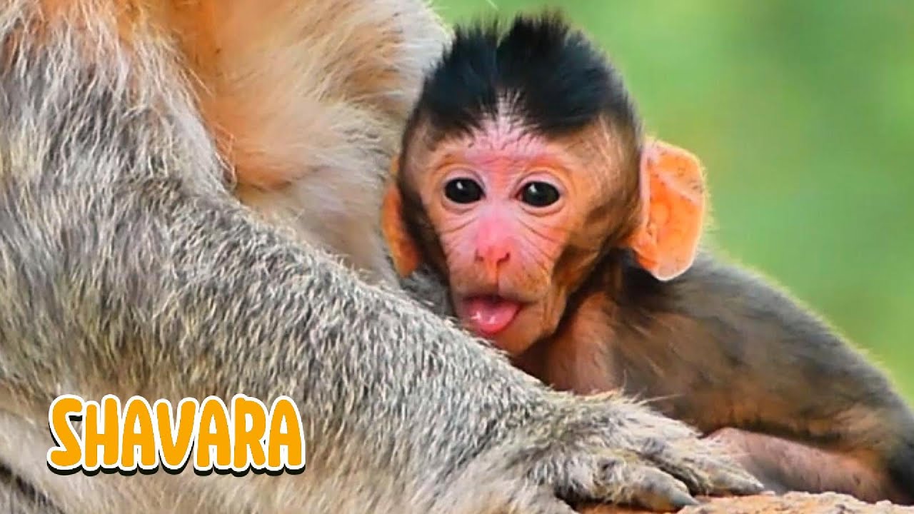 Sweet Little SHAVARA – So Tiny and Precious!, @monkeynaturekh - YouTube