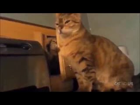 Komik Kedi dublajları #1 (HD)
