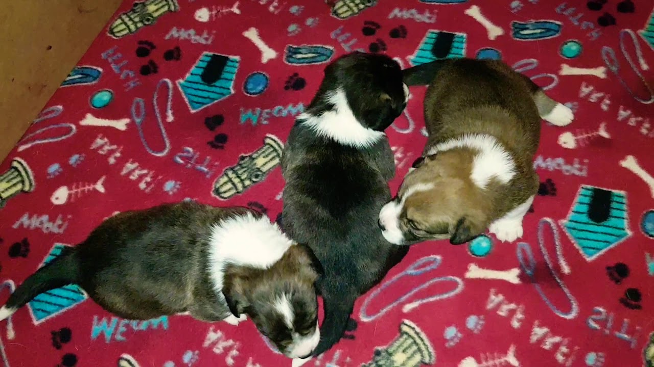 A-Team desert corgis 3-week old puppies - YouTube