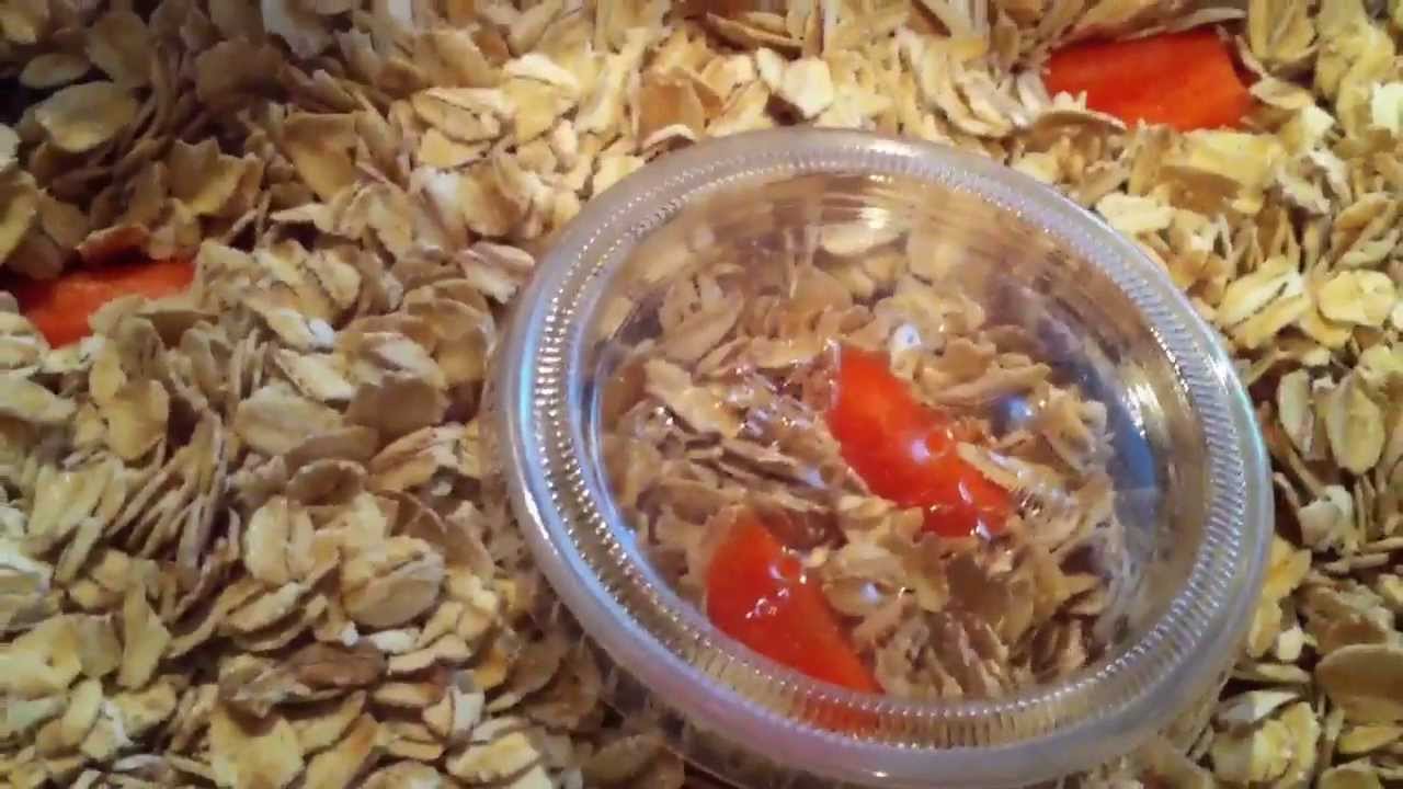 Superworm Farm - YouTube