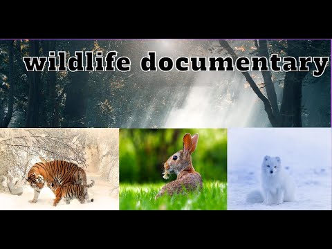 Unveiling the Secrets of the Wild: A Real Wildlife Documentary - YouTube