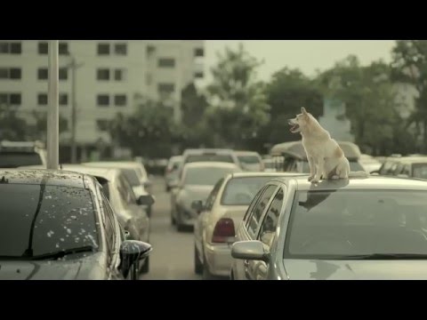 Bu Köpeğe Bayılacaksınız! Çöpçatan Köpek ( Touching Thai Commercial - The DOG! )