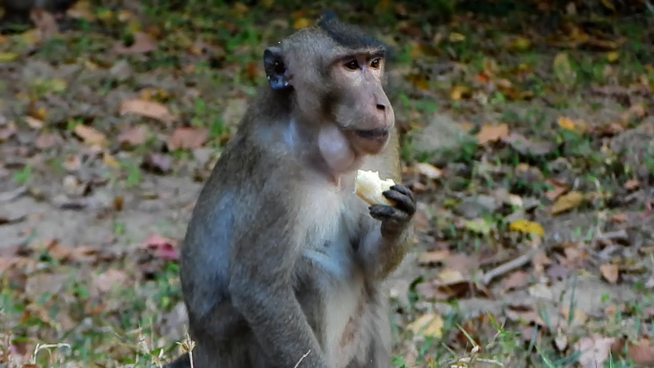 Mohanokor Troop Monkey - YouTube