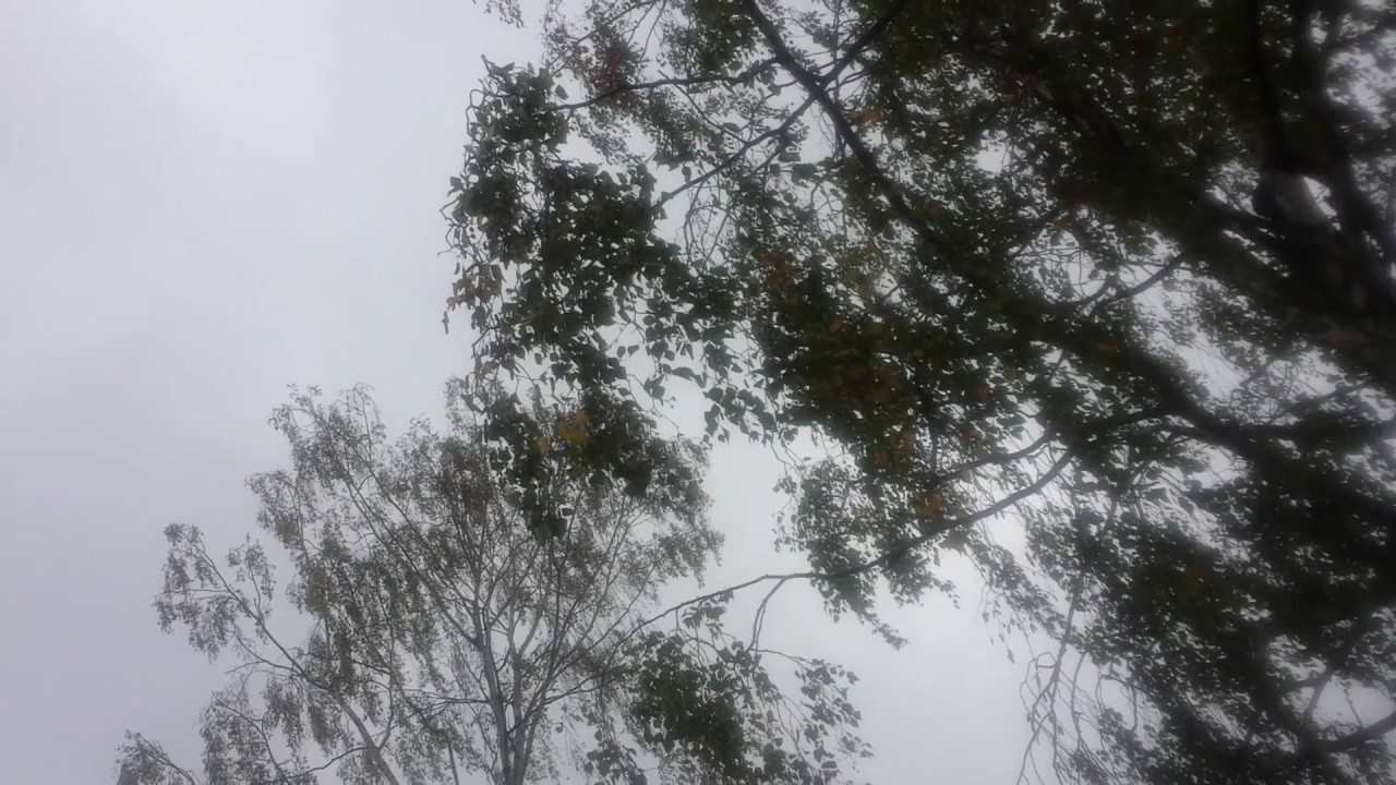 Dreamy trees waving in wind - YouTube