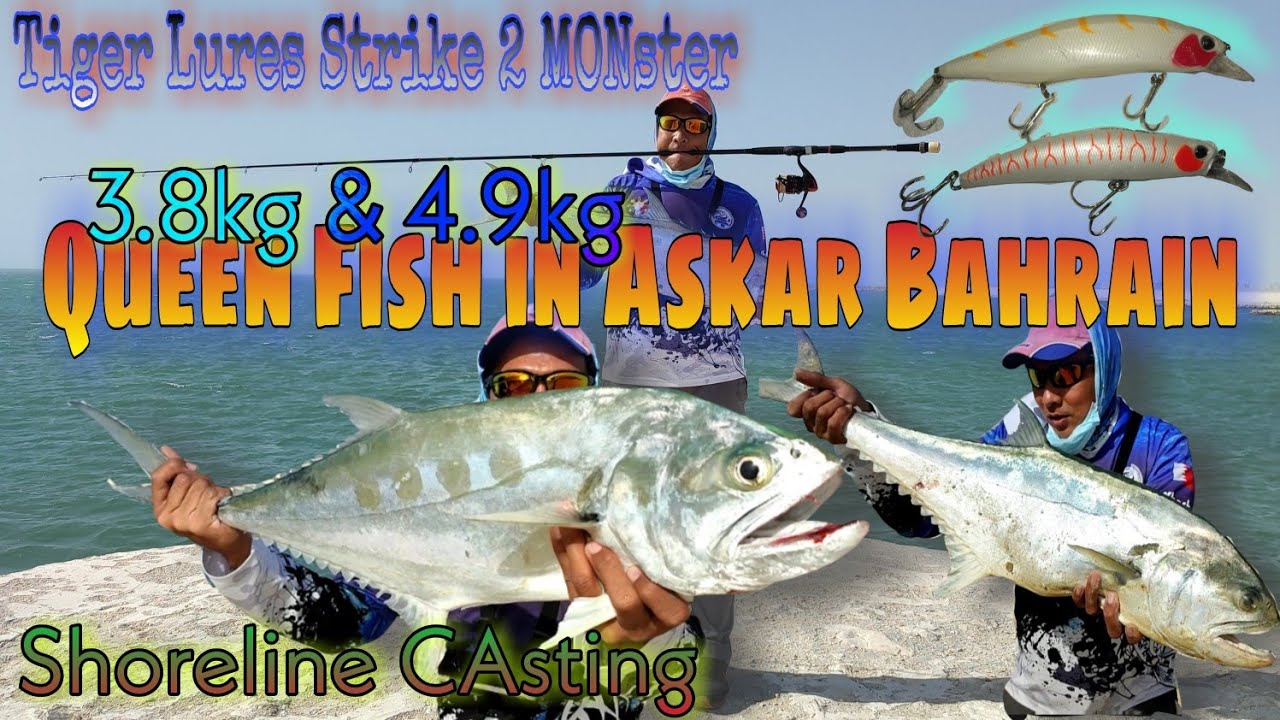 3.8kg & 4.9kg Queen Fish Catch in Askar Bahrain + Readme Note 10pro ...