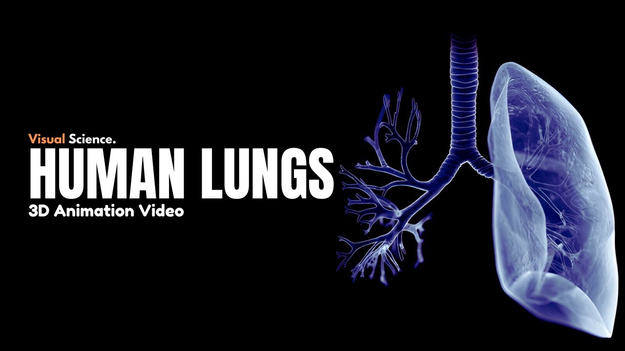 Human LUNGS 3D Animation | Visual Science - YouTube