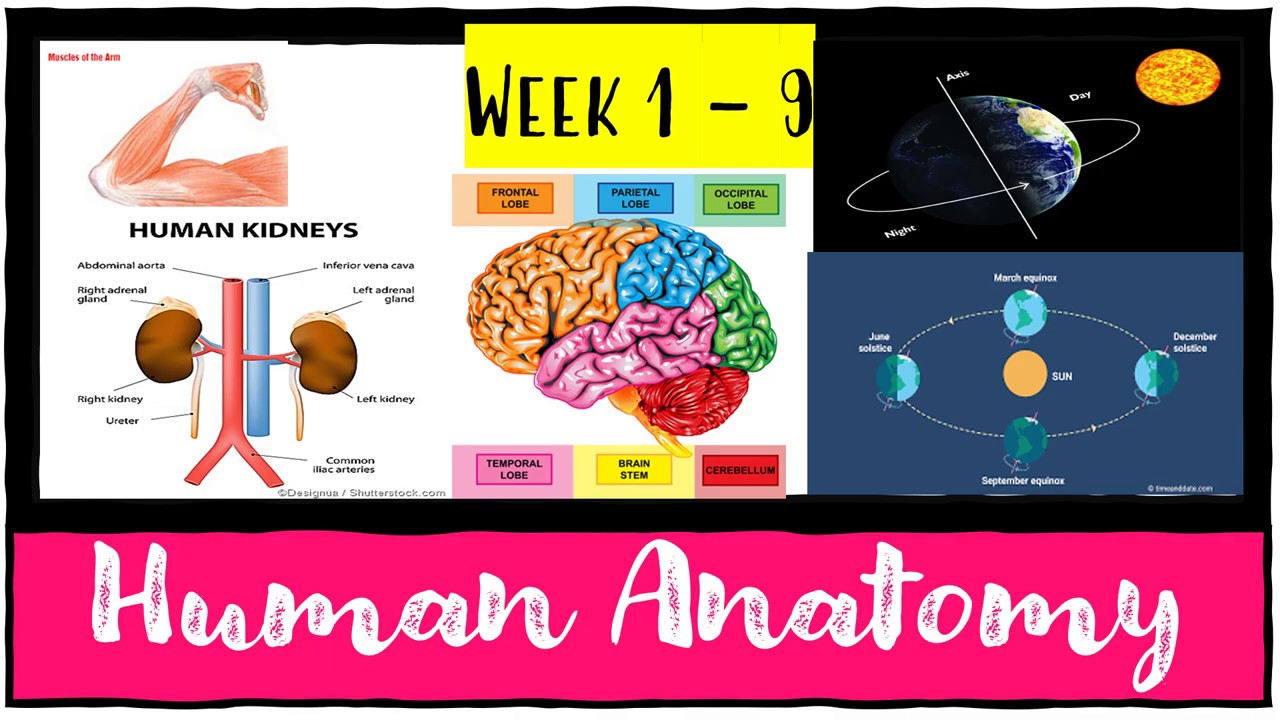 Core 2 Human Anatomy A Revision activity - YouTube