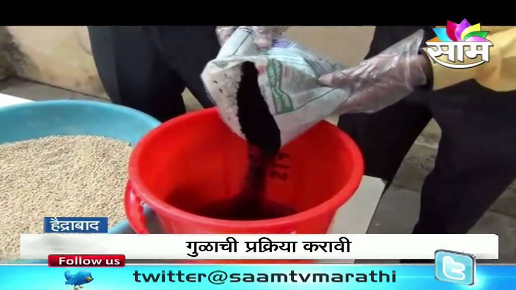 How to do seed sowing procedure before Jowar (Sorghum)sowing - YouTube
