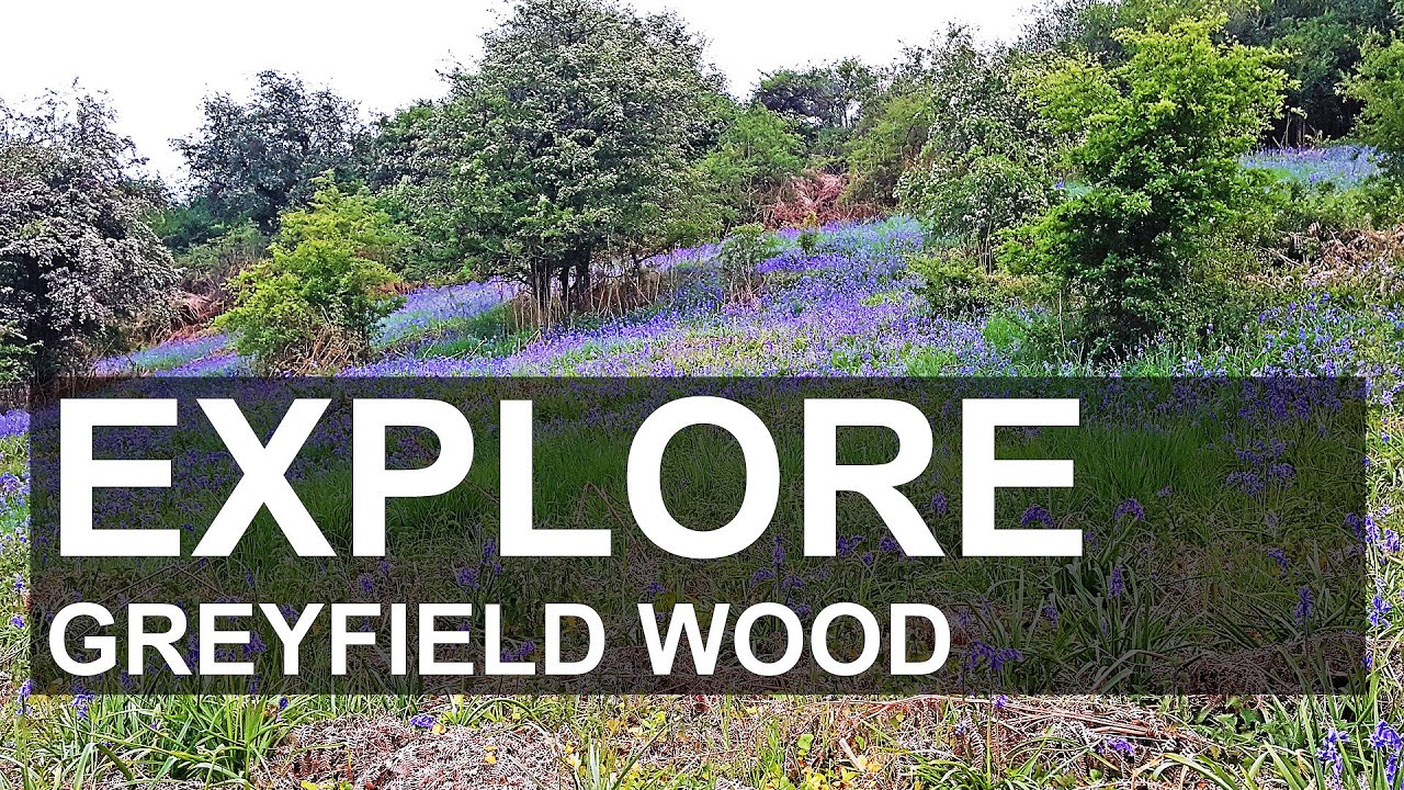 Explore Greyfield Wood | English Countryside Running Tour - YouTube