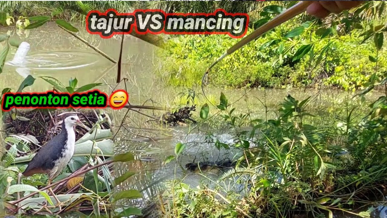 ASTAGAH!!! TAJUR DAN PANCING DI EMBAT PREDATOR RAWA DANGKAL. - YouTube