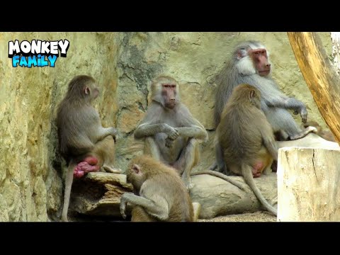 Monkeys Chilling and Relaxing After Lunch - YouTube